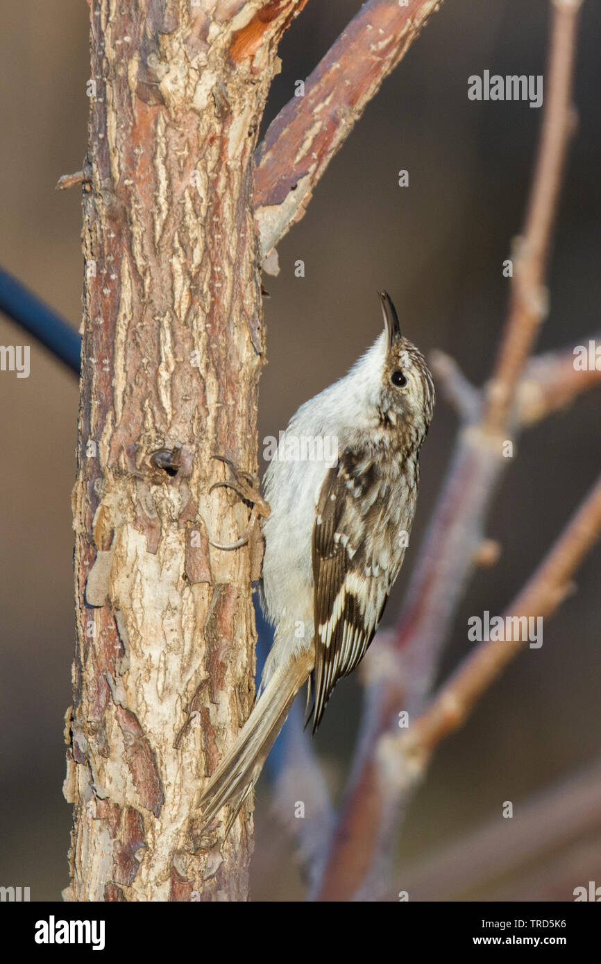 brown creeper (Certhia americana), also known as the American ...