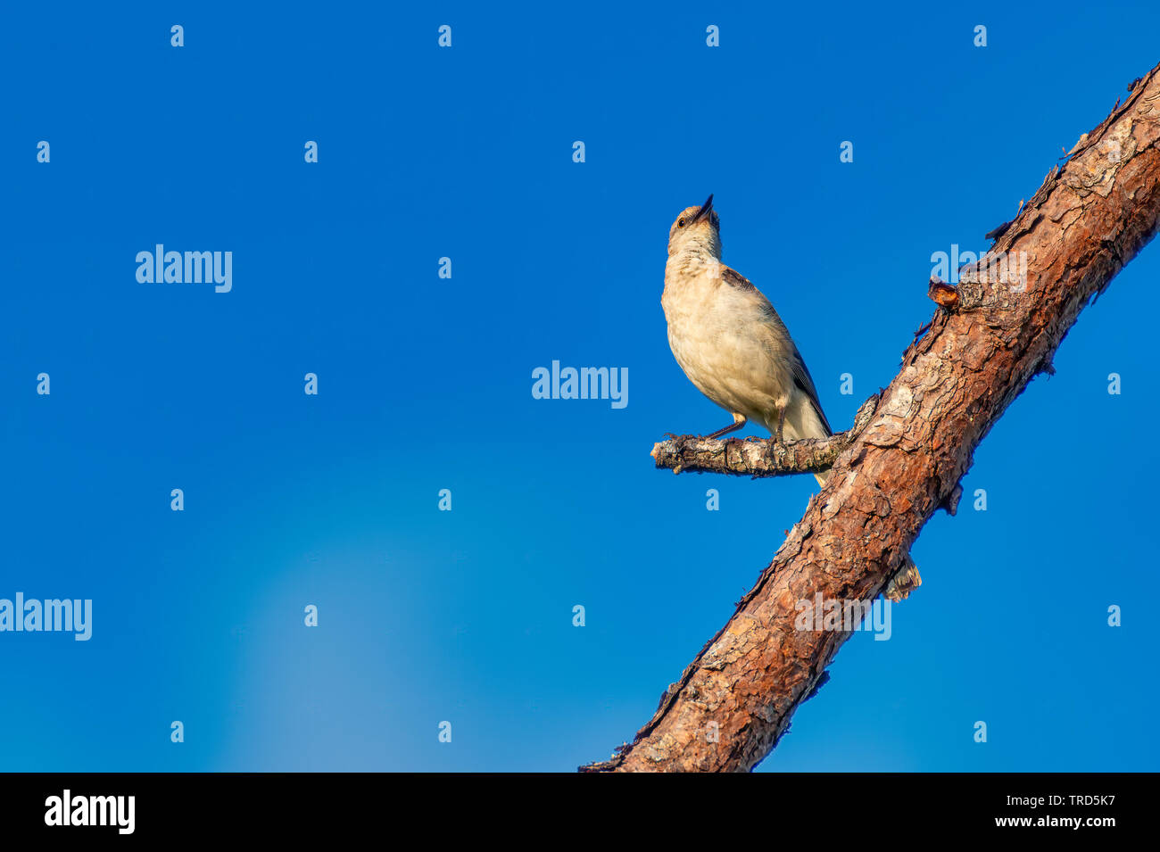Florida state bird, the mocking bird. Pearched on dead pine tree. Tree ...
