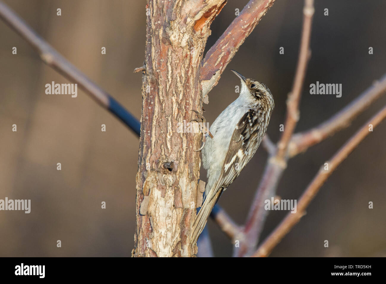 America beautiful americana urban hi-res stock photography and images ...
