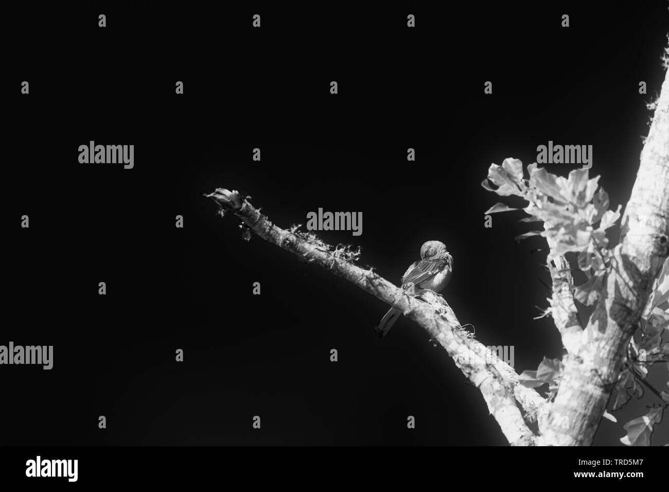 Florida state bird, the mocking bird. Pearched and sleeping on an oak ...