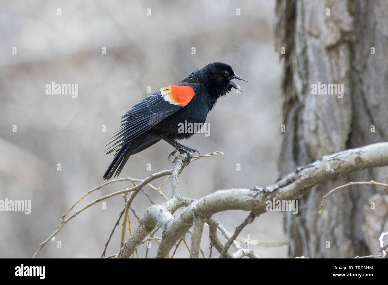 Baby red winged blackbird hi-res stock photography and images - Alamy