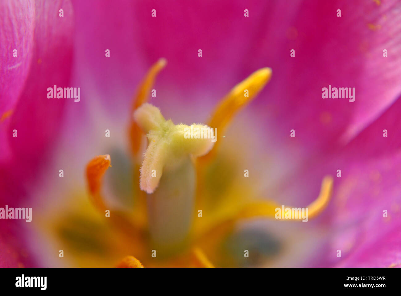 Close up center of a purple tulip Stock Photo - Alamy