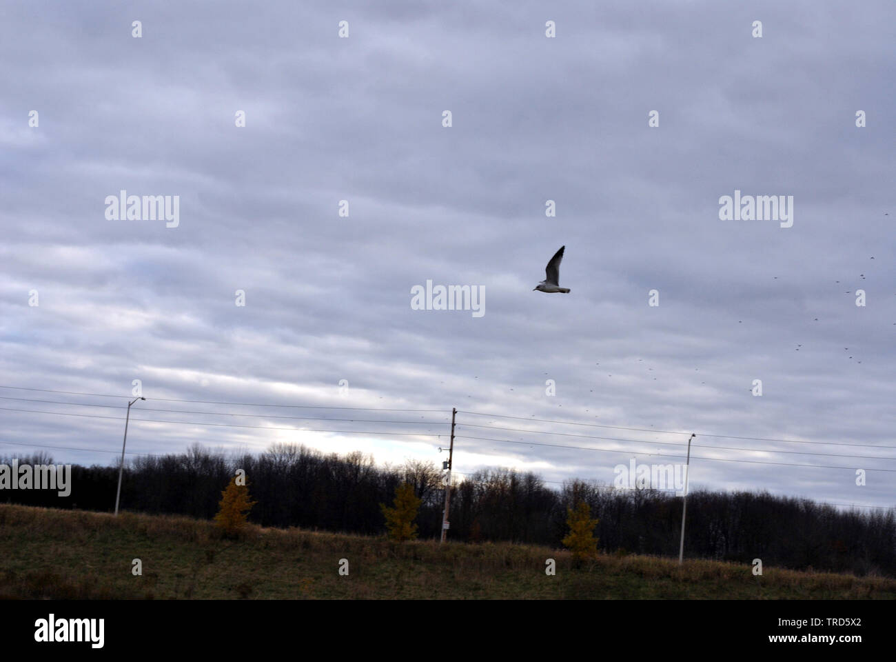 Lone Seagull flying in the distance Stock Photo - Alamy