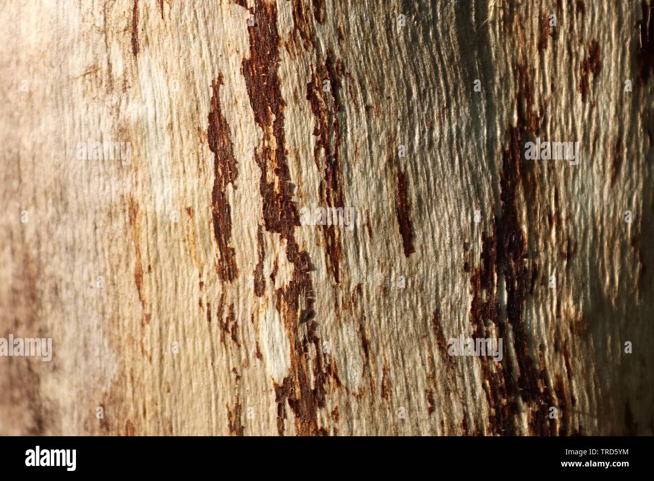 Close up view on detailed wooden plank and log surfaces in high ...