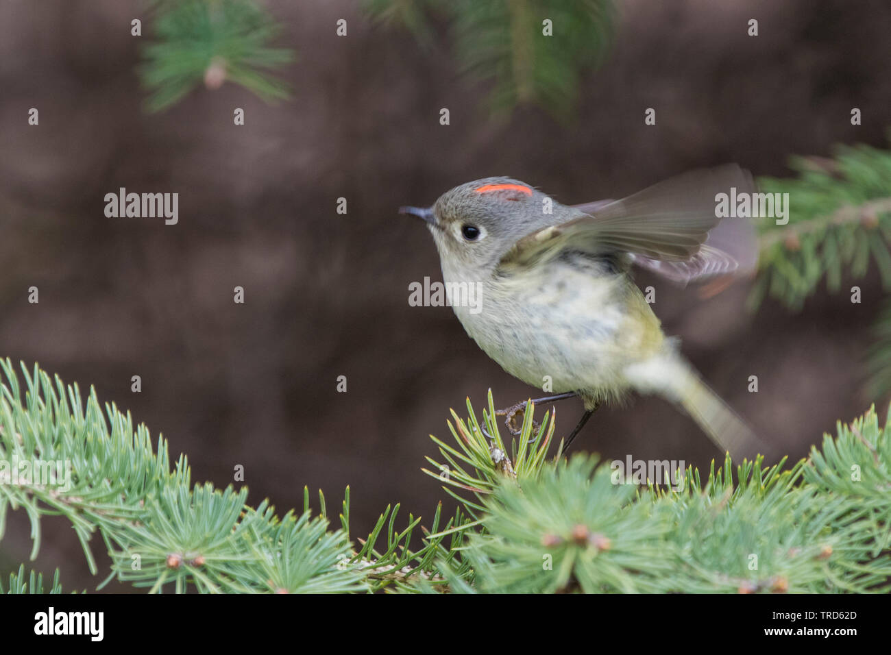 Male ruby-crowned kinglet (Regulus calendula) in spring Stock Photo - Alamy