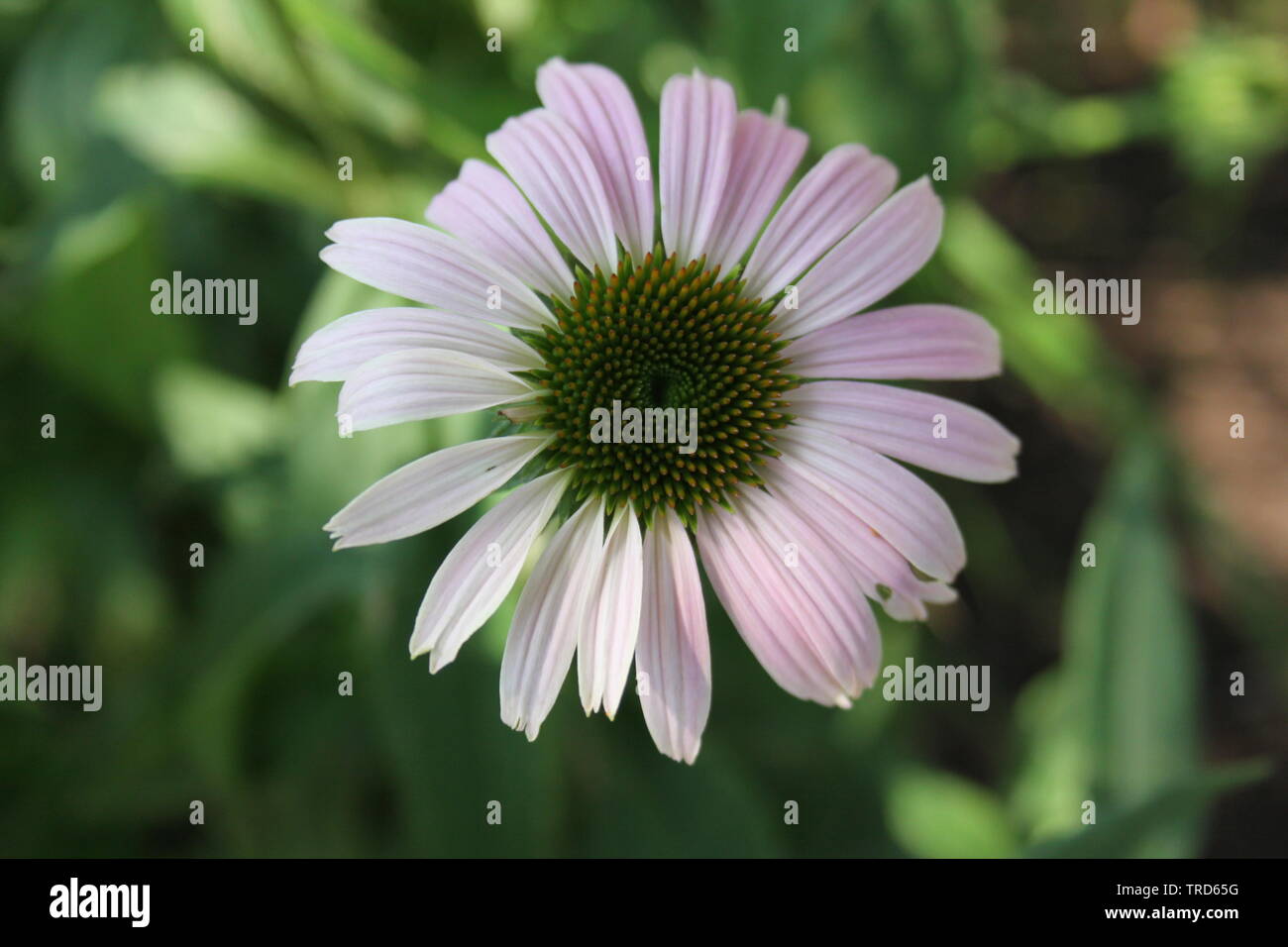Green iris hi-res stock photography and images - Alamy