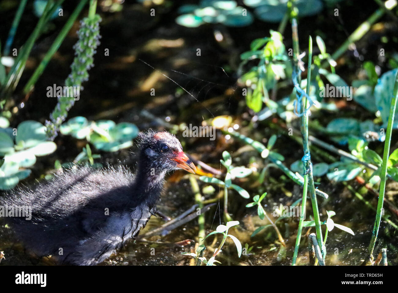 Scruffy Baby common gallinule Gallinula chloropus chick searches for ...