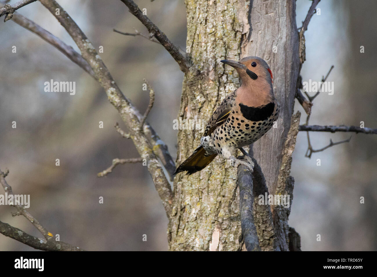 Female northern flicker hi-res stock photography and images - Alamy