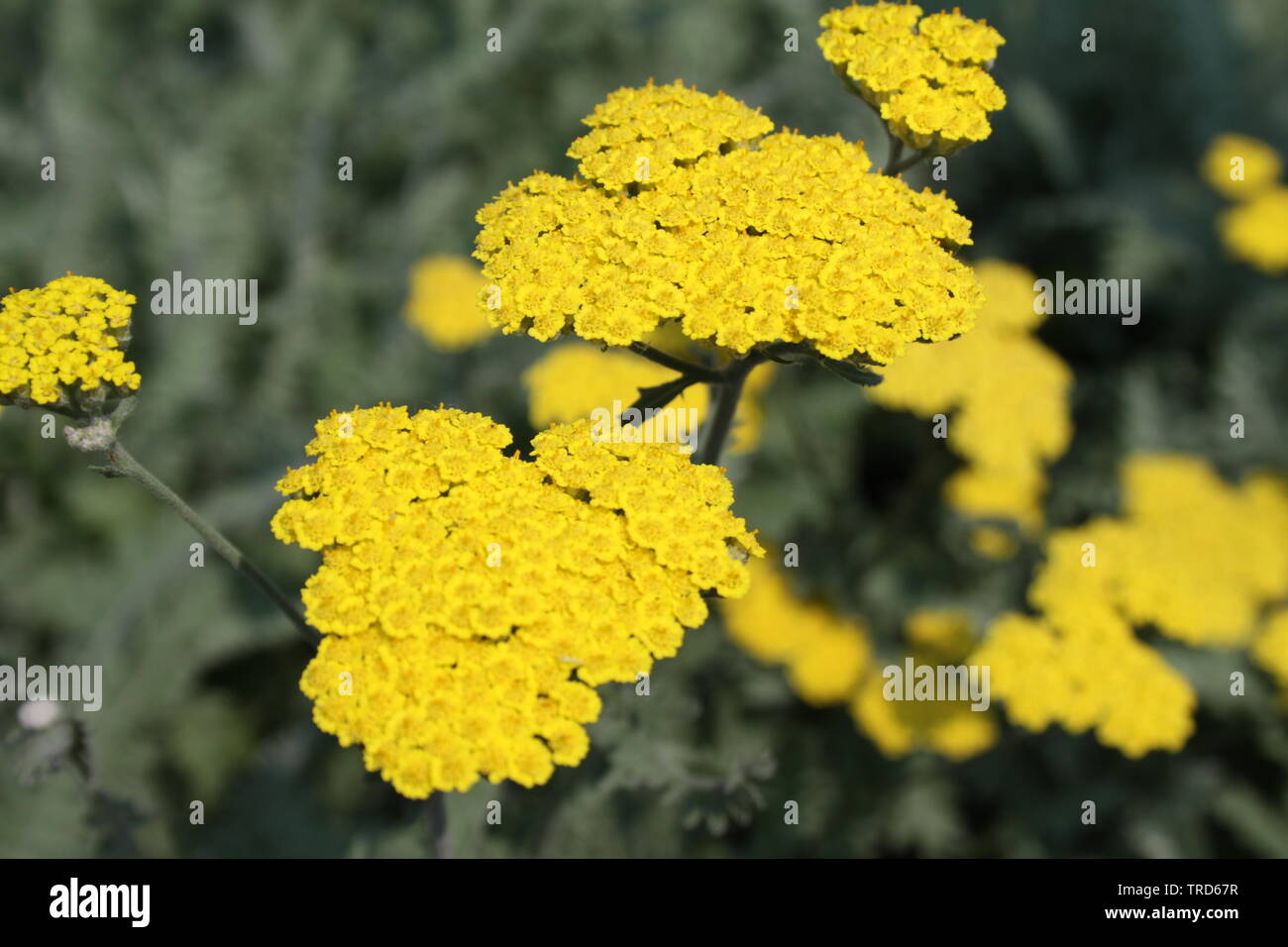 Blooms in Yellow Clusters Stock Photo - Alamy