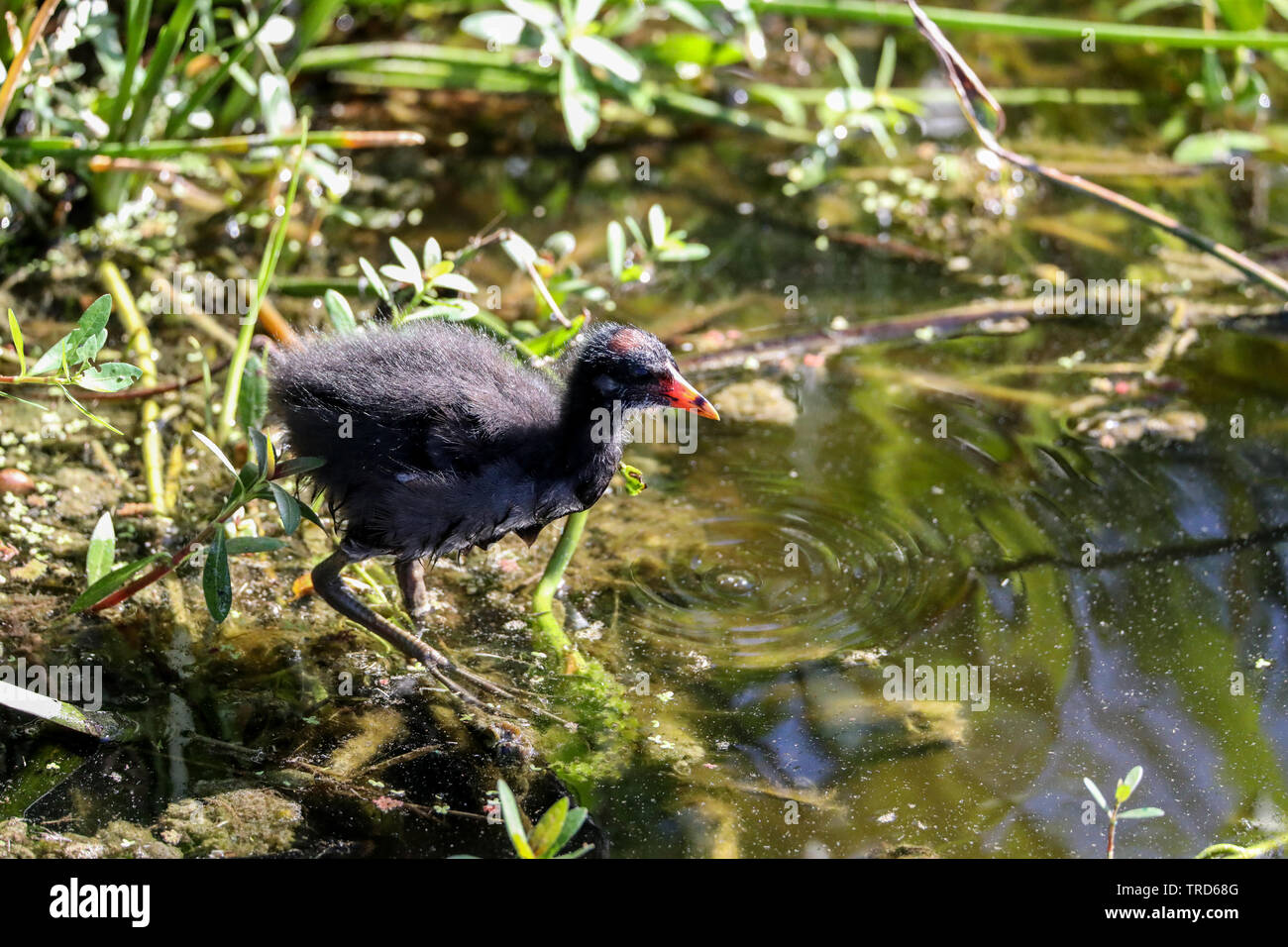 Scruffy Baby common gallinule Gallinula chloropus chick searches for ...