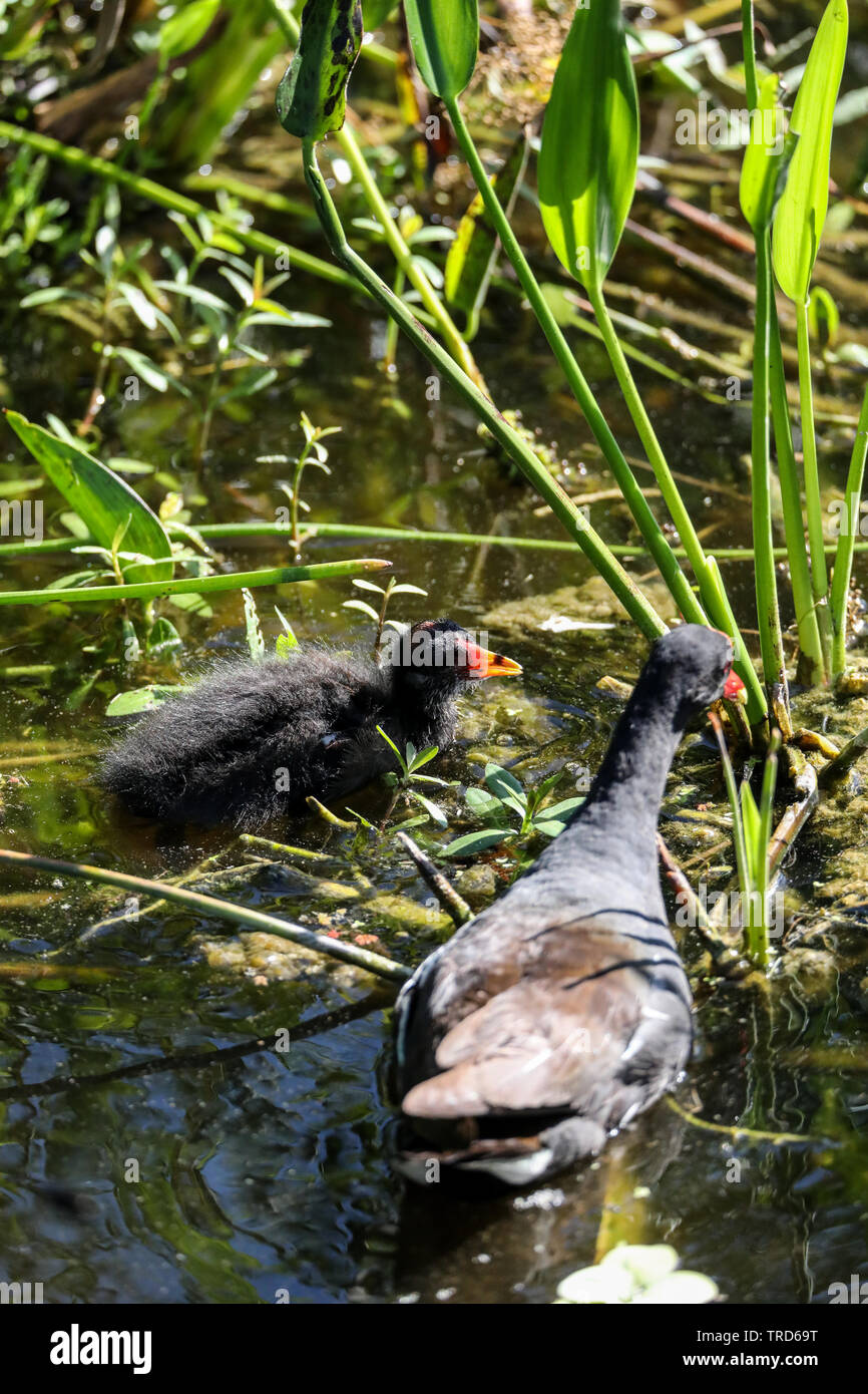 Scruffy Baby common gallinule Gallinula chloropus chick searches for ...