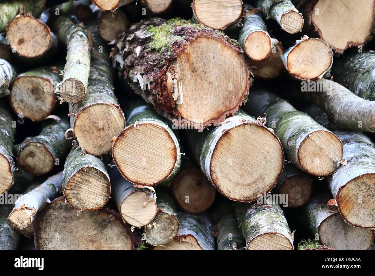 Close up view on detailed wooden plank and log surfaces in high ...