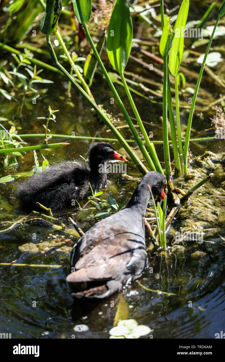 Scruffy Baby common gallinule Gallinula chloropus chick searches for ...