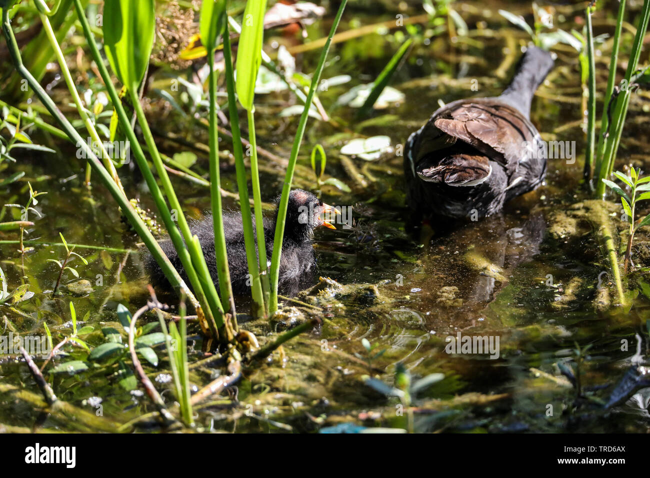 Scruffy Baby common gallinule Gallinula chloropus chick searches for ...