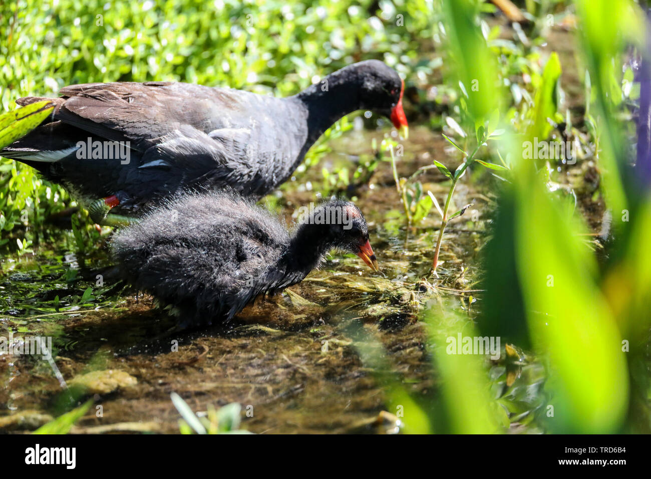 Scruffy Baby common gallinule Gallinula chloropus chick searches for ...