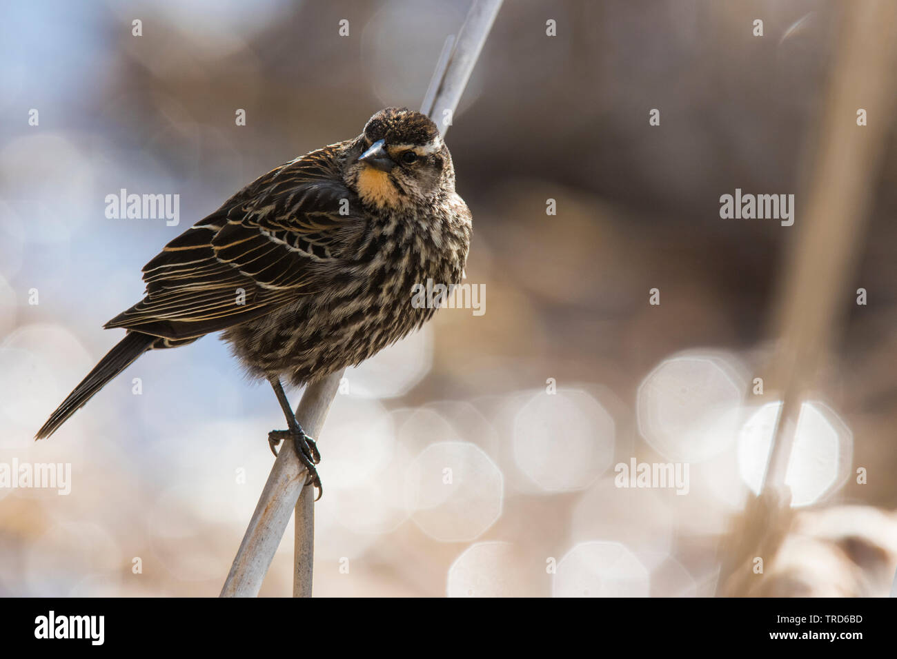 Baby red winged blackbird hi-res stock photography and images - Alamy