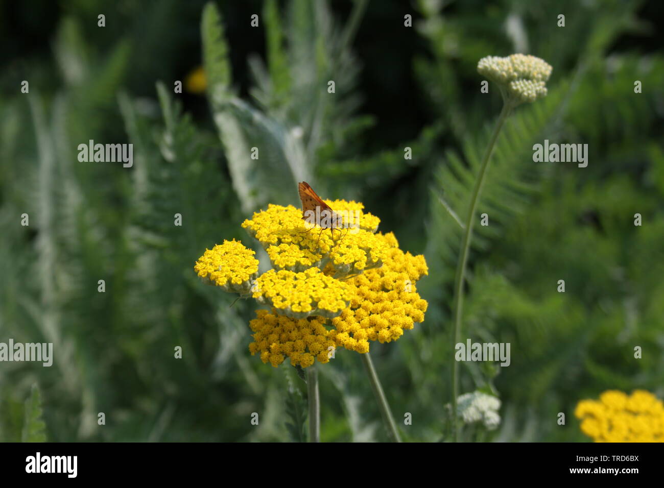 Folded up wings hi-res stock photography and images - Alamy