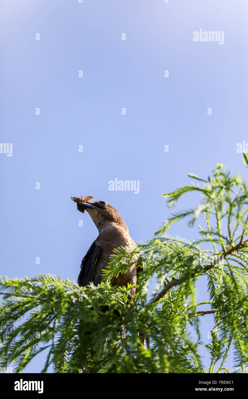 Bug in the mouth of a great crested flycatcher Myiarchus crinitus bird ...