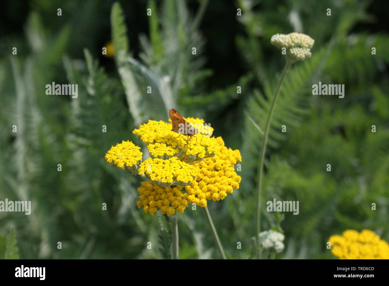 Flowers and insect Stock Photo - Alamy