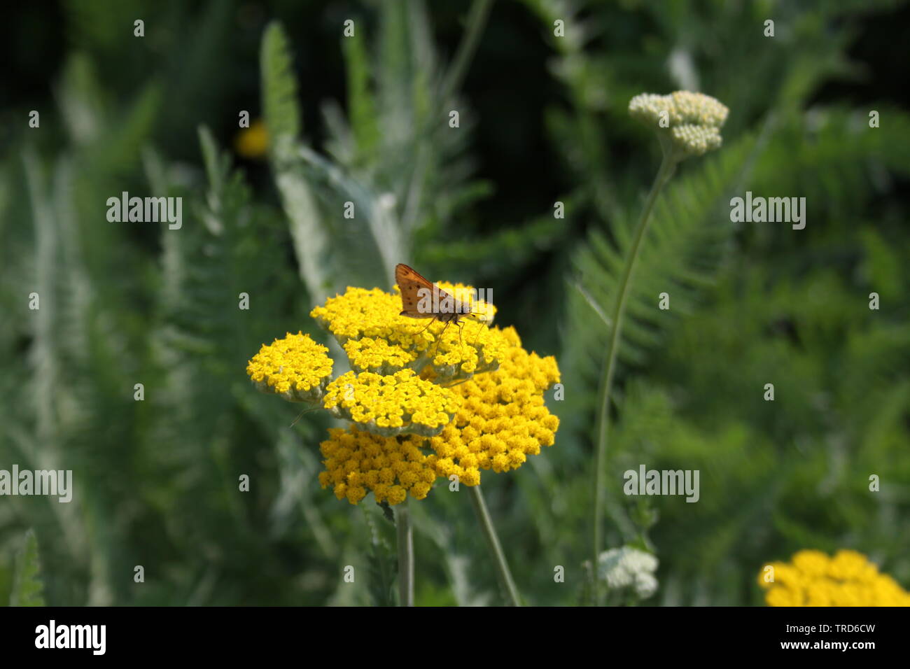 Mid day sun hi-res stock photography and images - Alamy