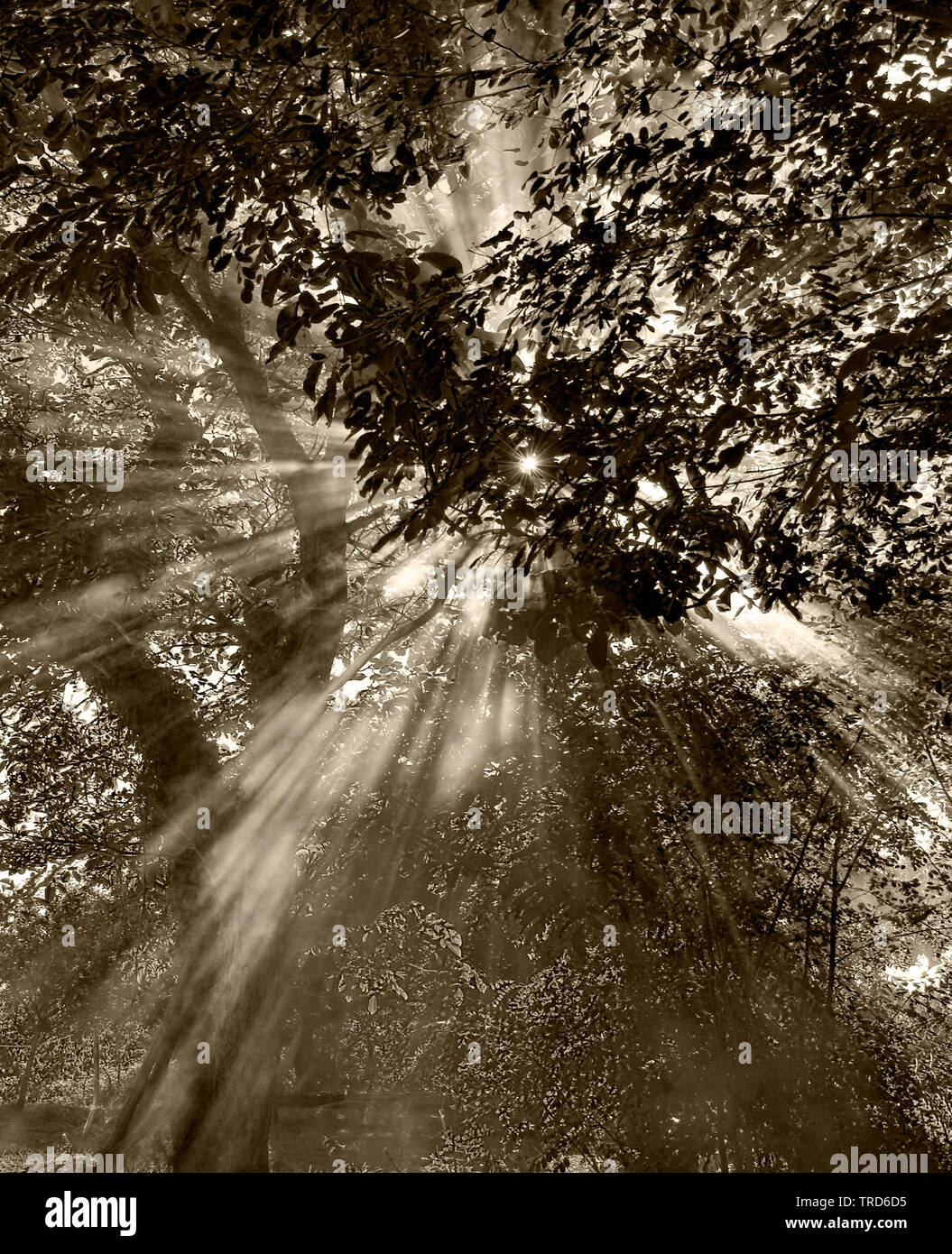 SMOKE LIGHT TREE Stock Photo - Alamy