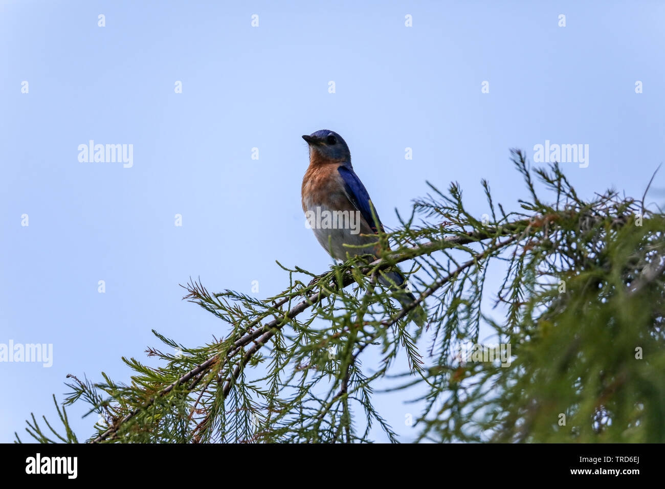 Female eastern bluebird Sialia sialis perches on the trunk of a tree in ...