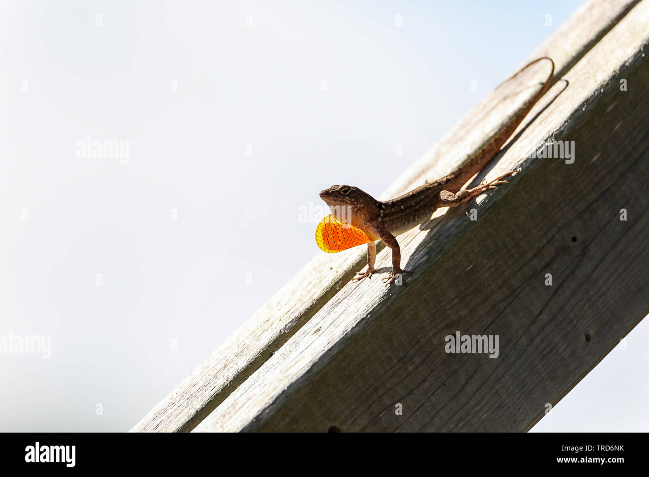 Mating display lizard hi-res stock photography and images - Alamy