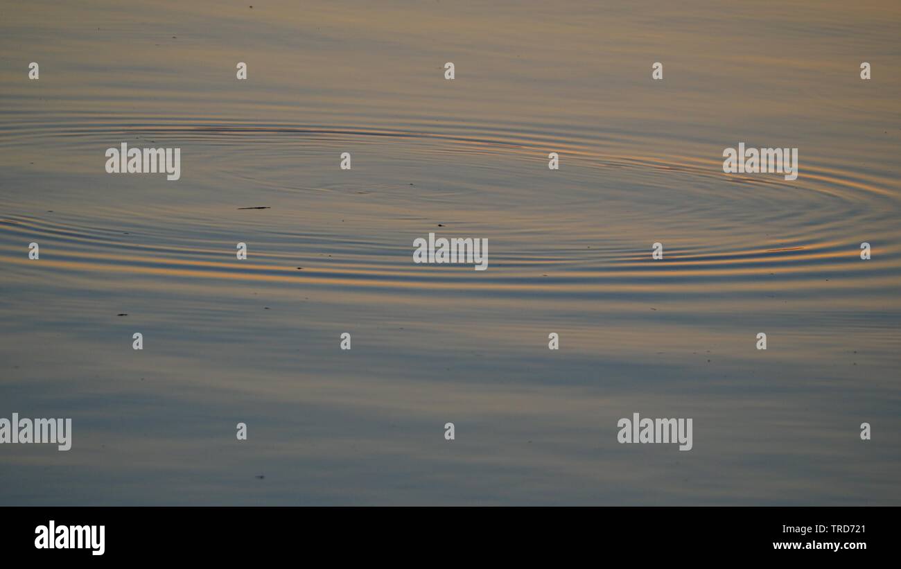 A disturbance causing ripples on a river surface making a circular ...