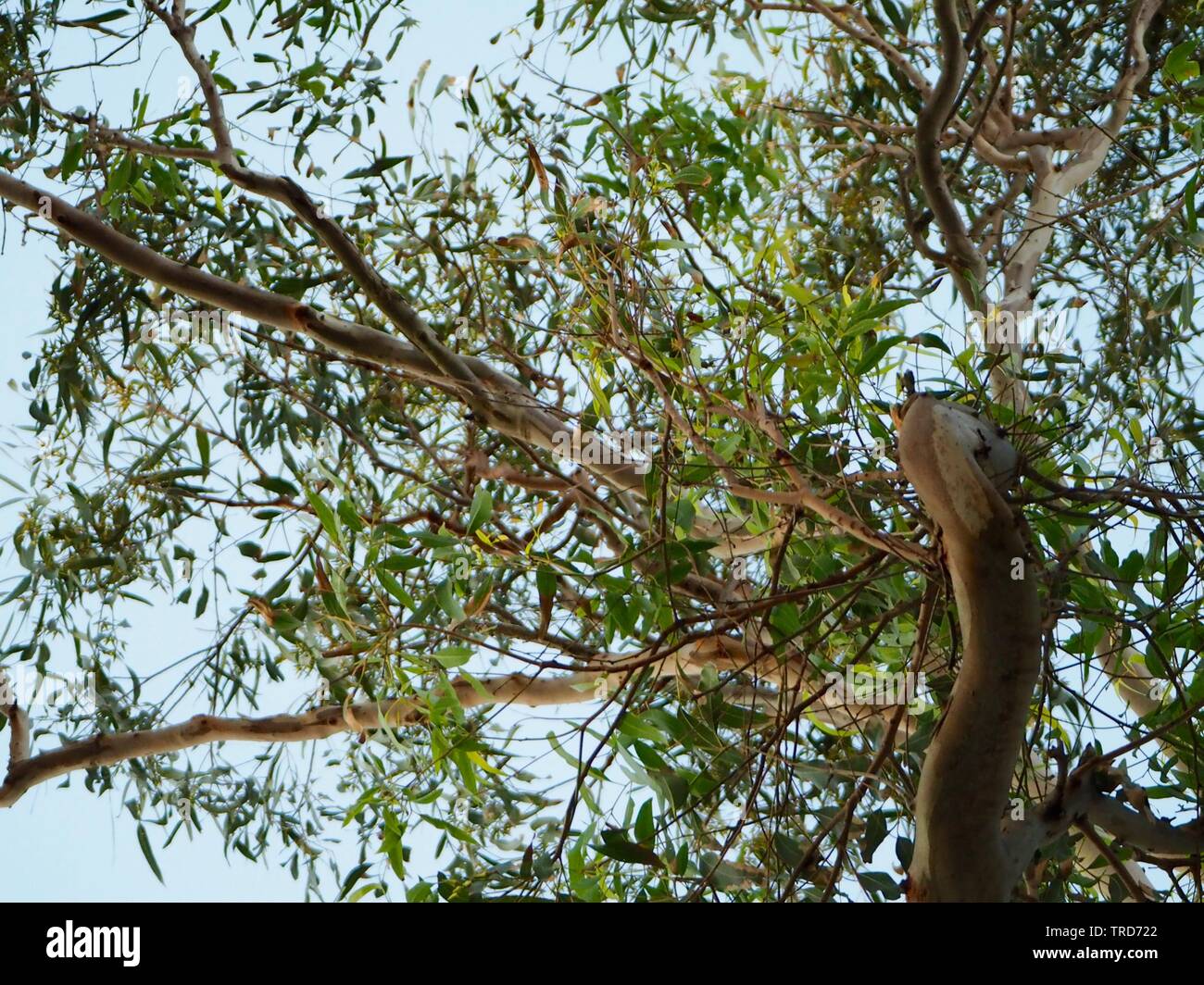 Looking up into the canopy of Eucalyptus gum tree branches and leaves ...