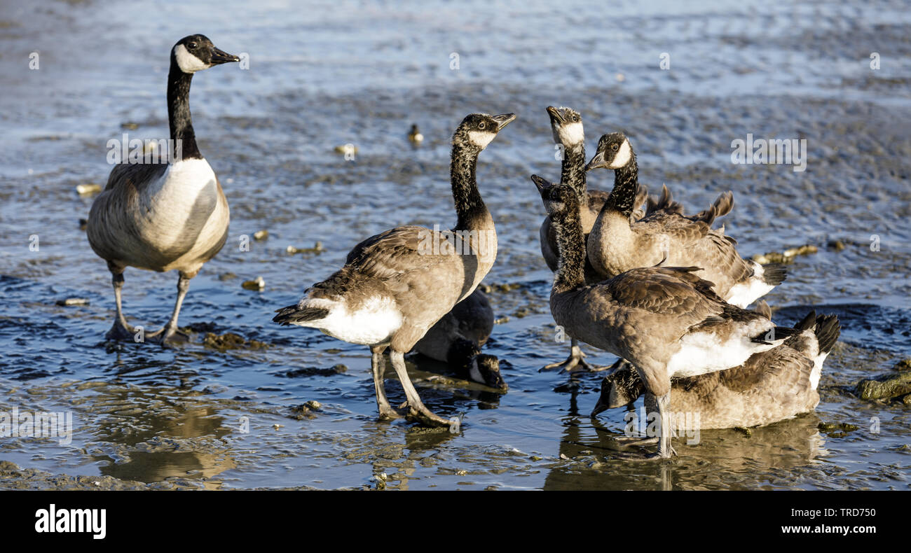 Canada Goose Parent Watches Over Young Ones Stock Photo - Alamy