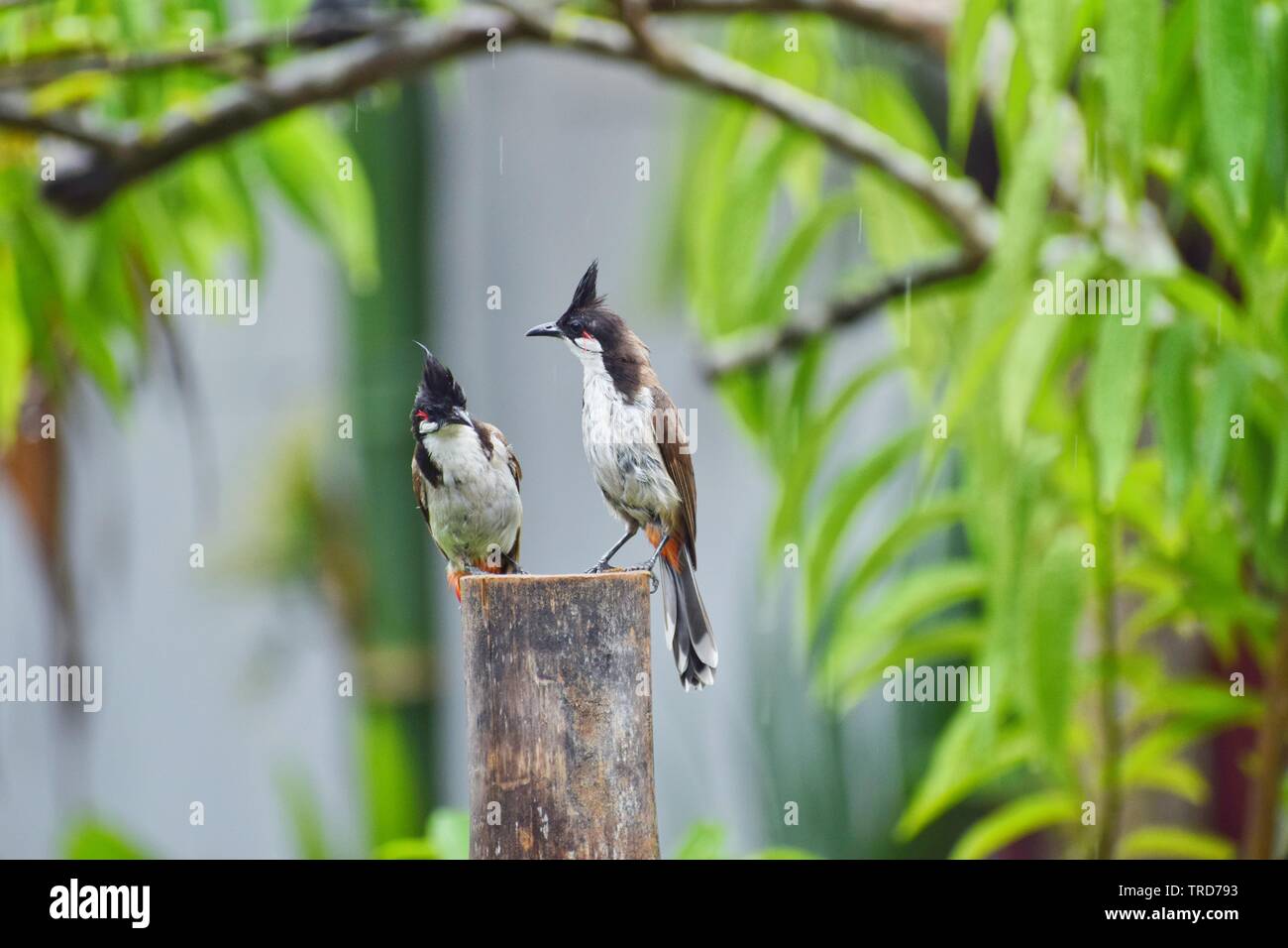 Red-vented Bulbul Birds Stock Photo - Alamy