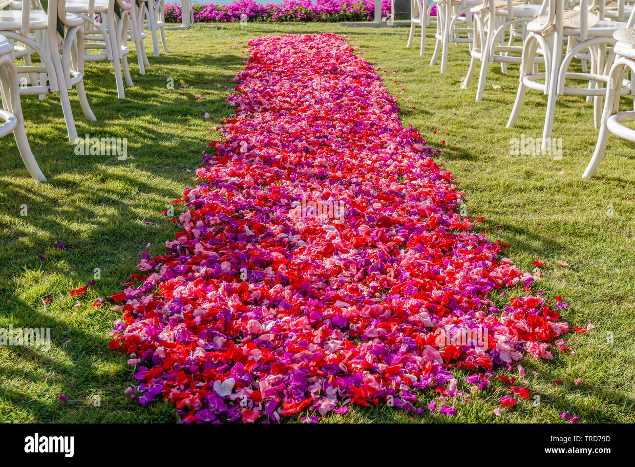 Red, purple and pink flower petal aisle for a wedding ceremony. Bali ...