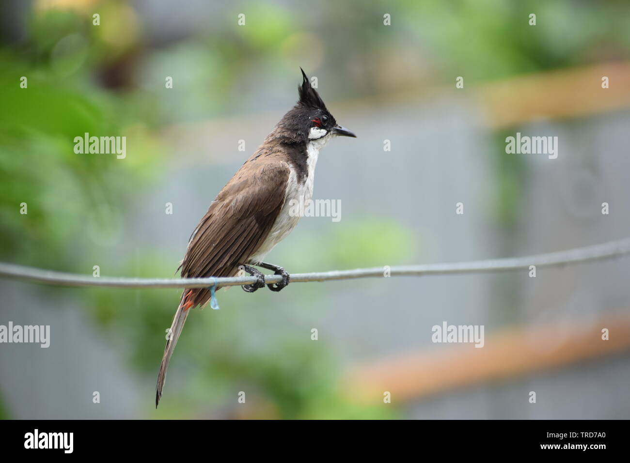 Red-vented Bulbul Birds Stock Photo - Alamy