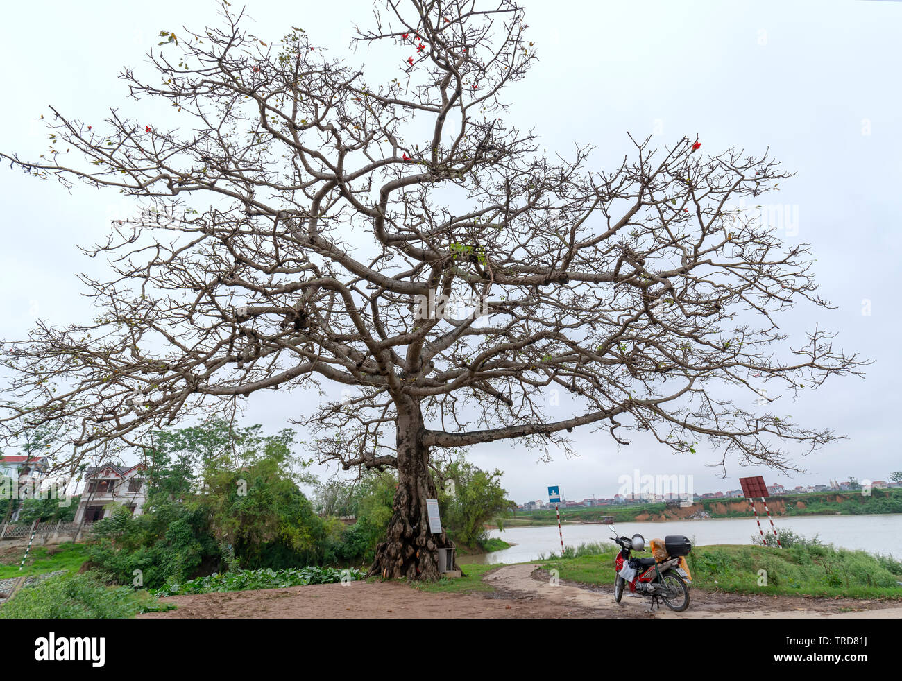 The path to the ancient Bombax ceiba tree with dramatic sky embellishes ...
