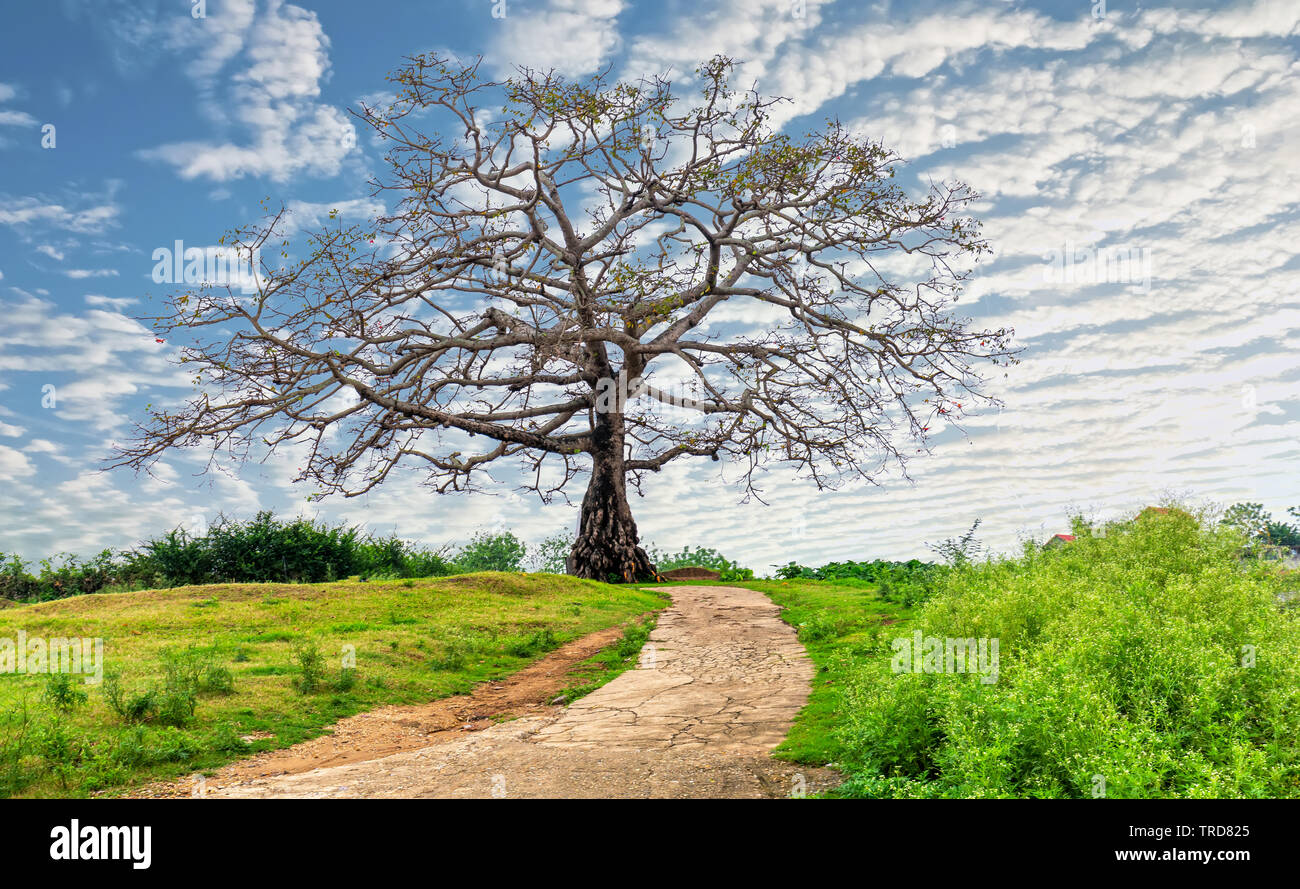 The path to the ancient Bombax ceiba tree with dramatic sky embellishes ...