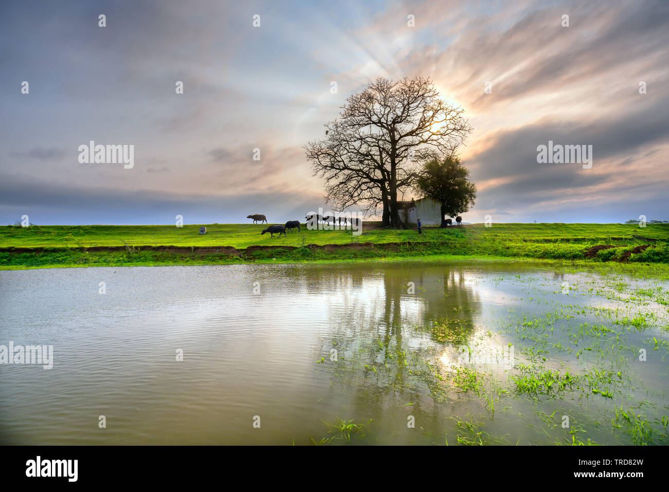 Agricultural paddy field embankment hi-res stock photography and images ...