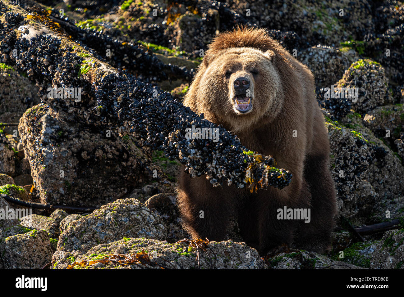 Grizzly bear looking grumpy while eating blue mussels of a log at low ...