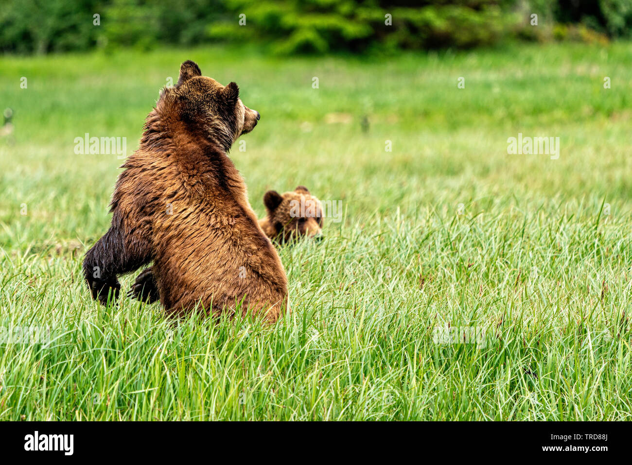 Grizzly bear mom, looking over her shoulder, with cub in a sanctuary ...