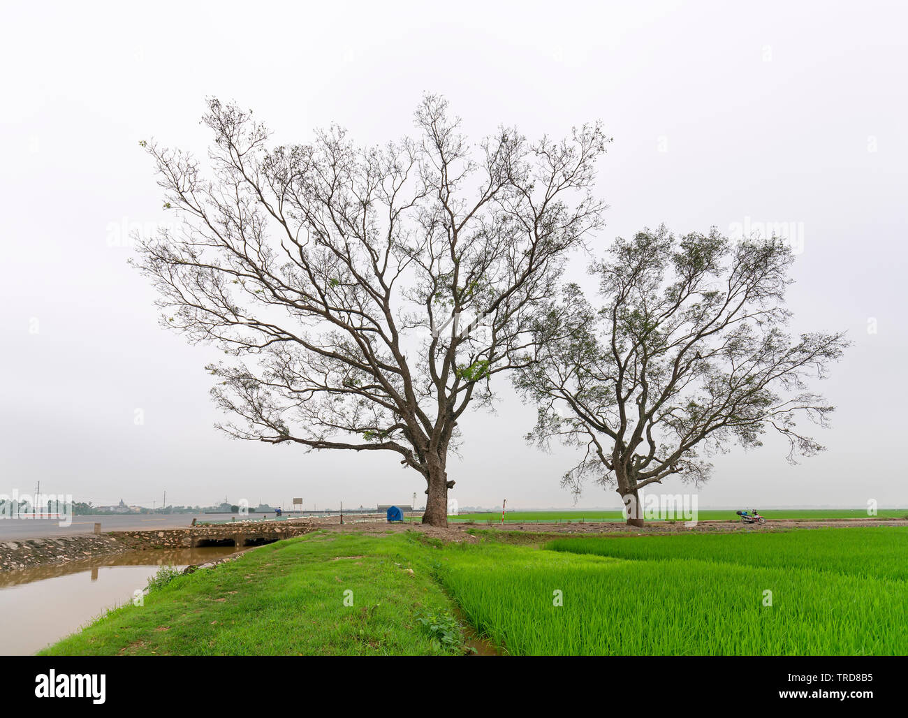 Silhouette Bombax Ceiba tree in rural Vietnam, so beautiful and ...