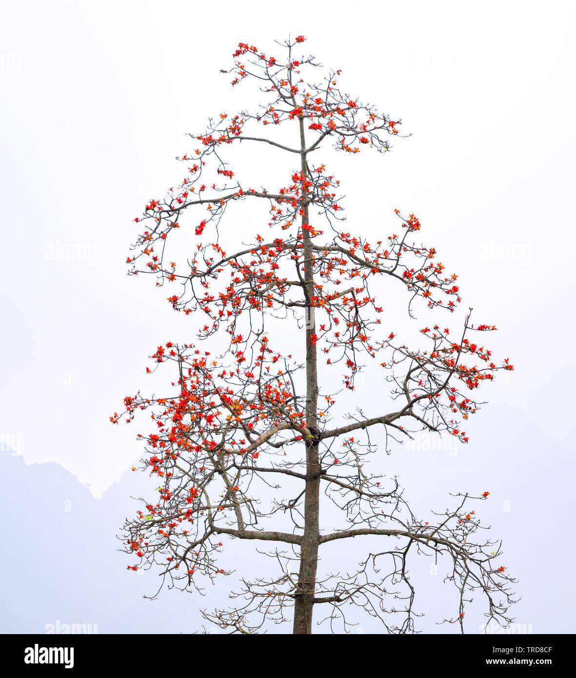 Bombax ceiba tree hi-res stock photography and images - Alamy