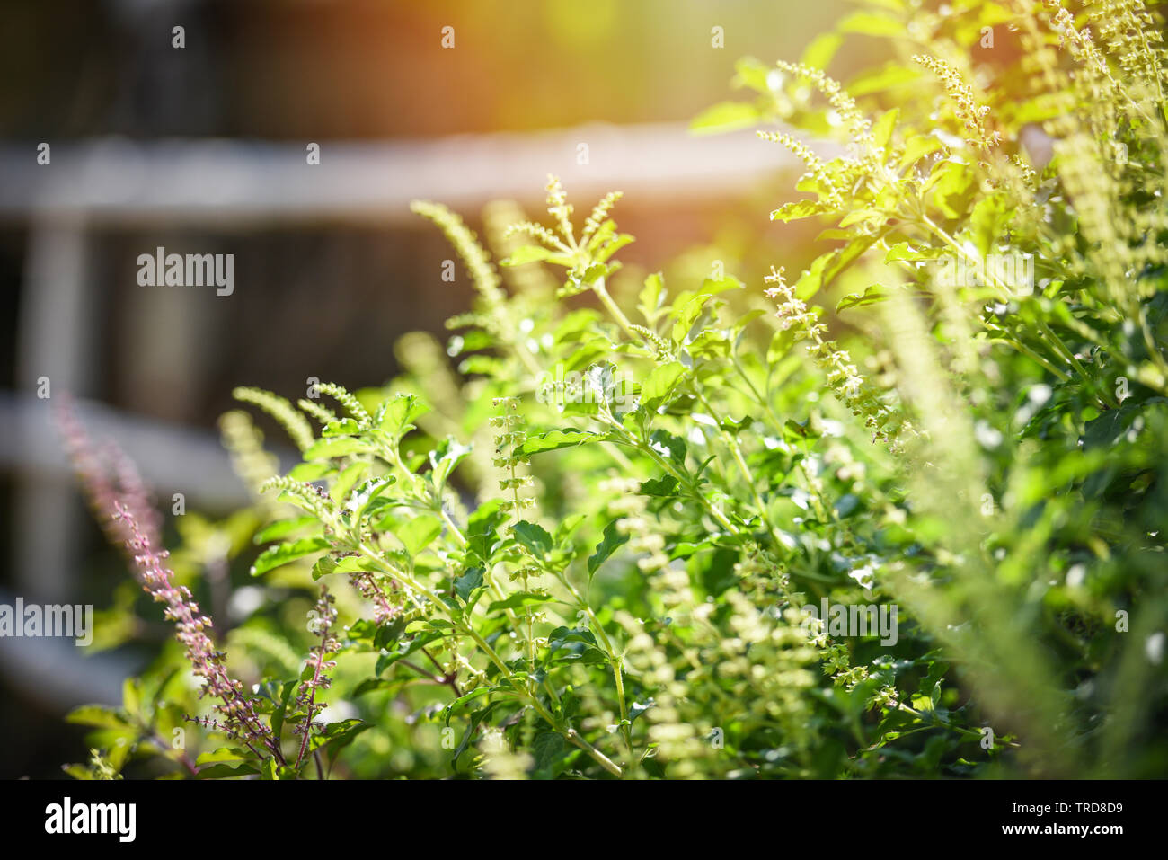 Holy basil leaf / Asia red basil tree and flower nature vegetable ...