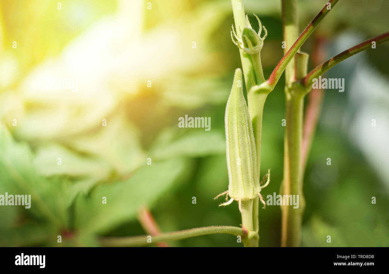Okra fruit plant / Fresh green okra on tree in nature garden Stock ...