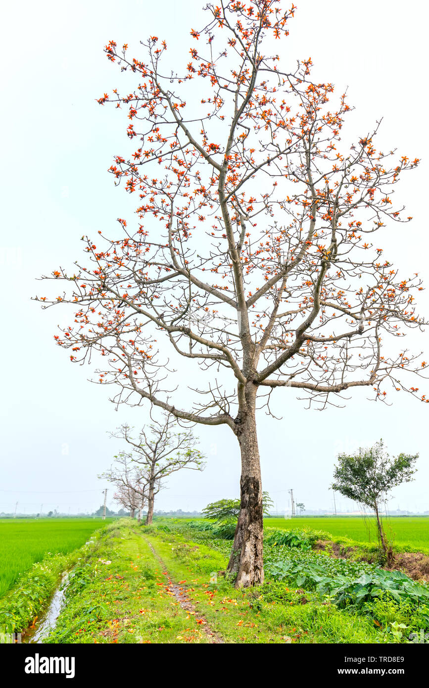 Bombax Ceiba Tree Stock Photos & Bombax Ceiba Tree Stock Images - Alamy