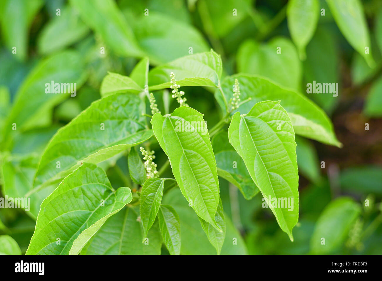 Sacha Inchi leaves or inca peanut palnt growing on tree in the garden ...