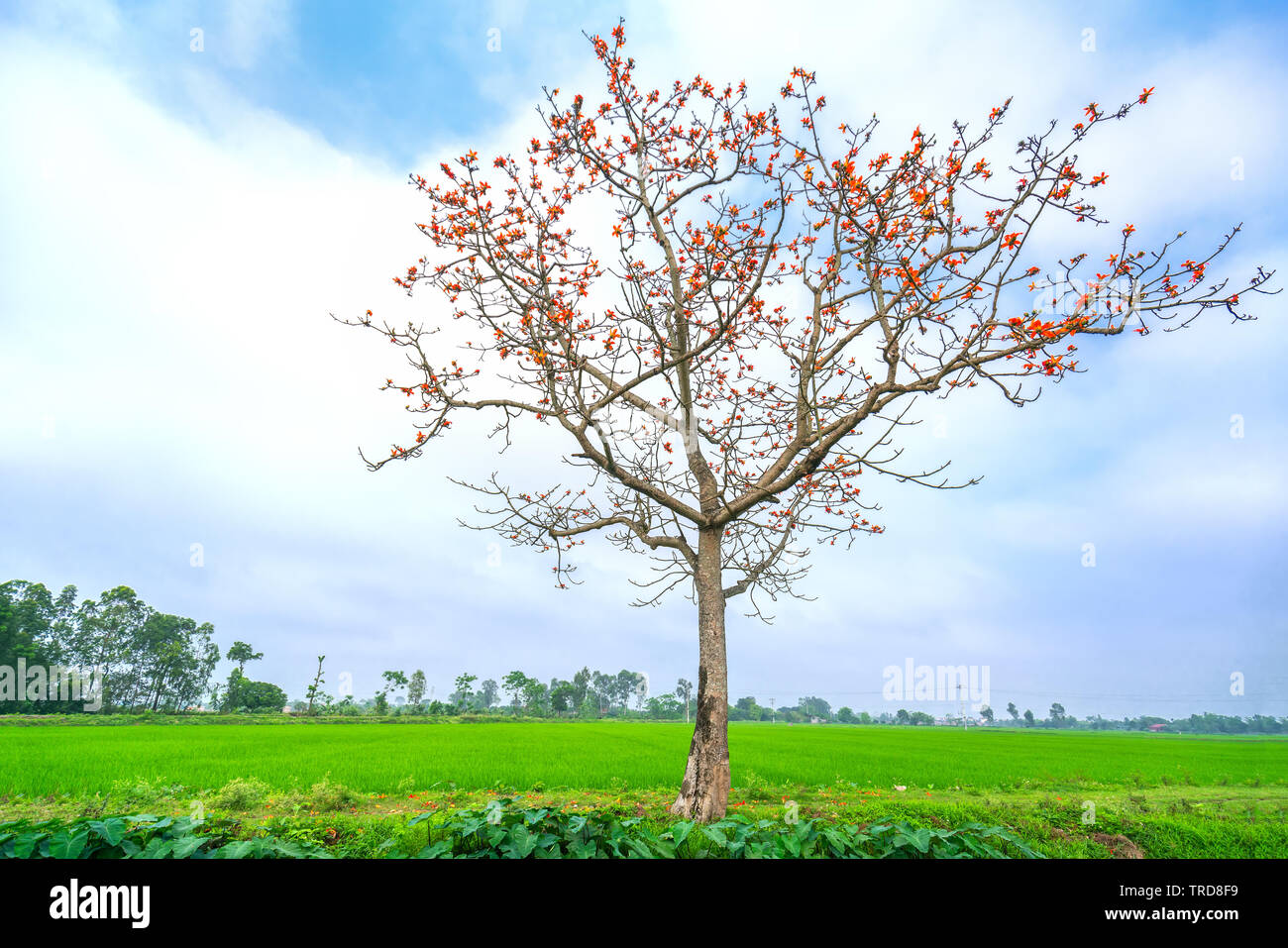 The beautiful Bombax Ceiba tree blooms in spring. This flower works as ...