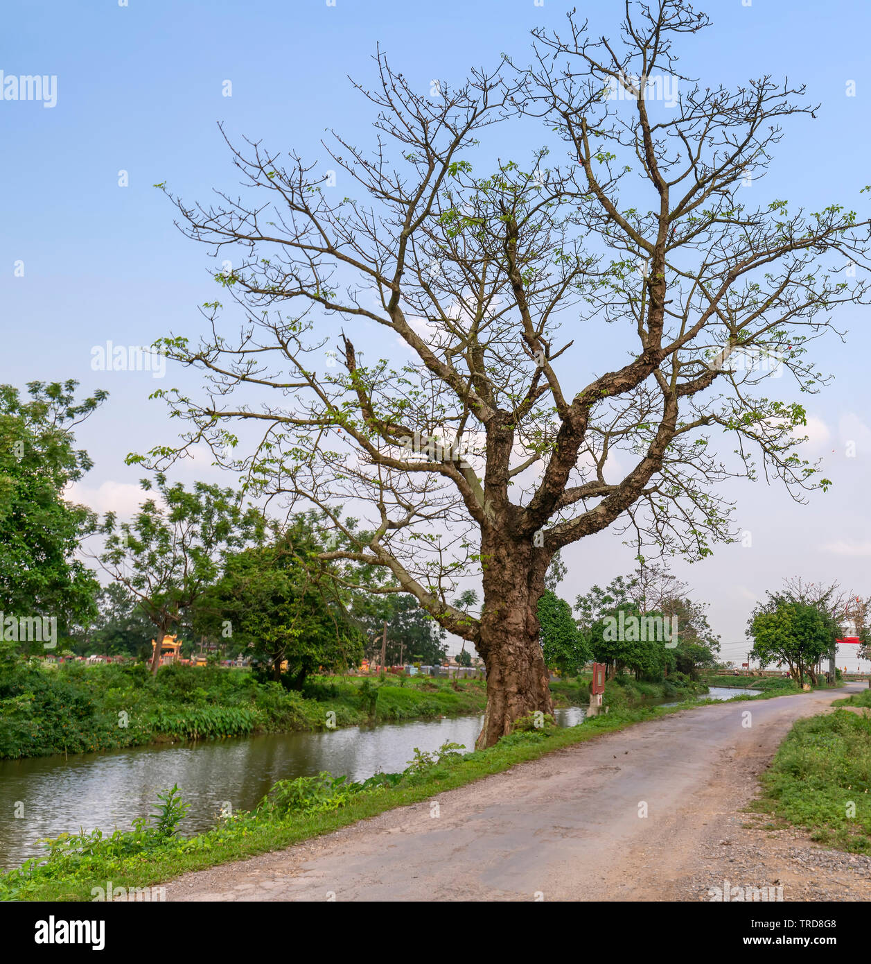 The beautiful Bombax Ceiba tree blooms in spring. This flower works as ...
