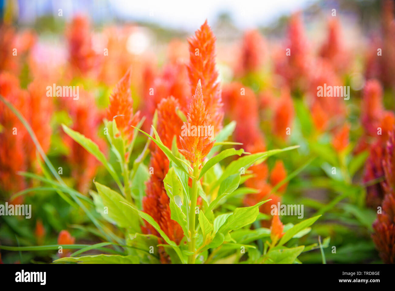 Orange plumed cockscomb or Celosia argentea blossom in the colorful garden spring flower Stock ...