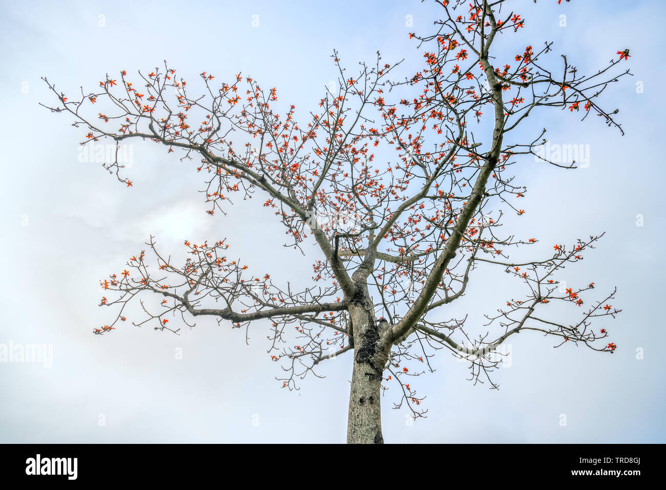 The beautiful Bombax Ceiba flower blooms in spring. This flower works ...