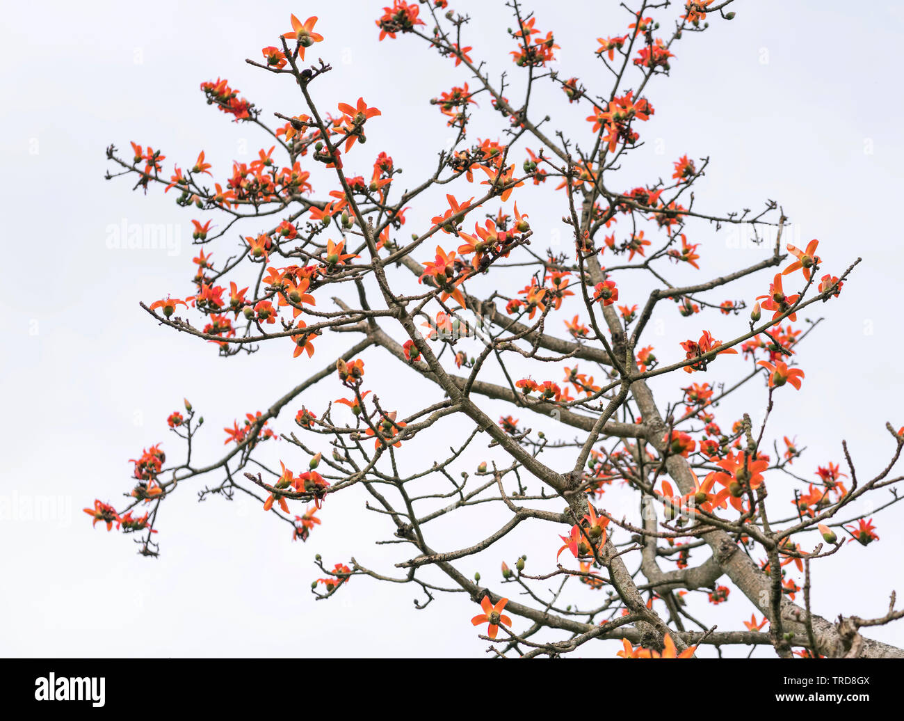 The beautiful Bombax Ceiba flower blooms in spring. This flower works ...
