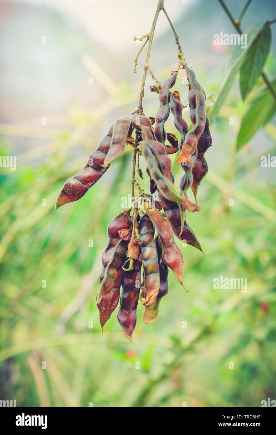 Indian flower names hi-res stock photography and images - Alamy